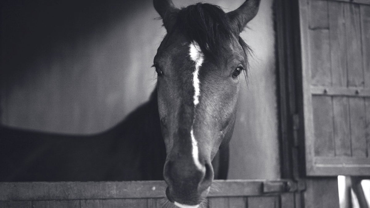Stable and Stall Supplies – The Equestrian Shop