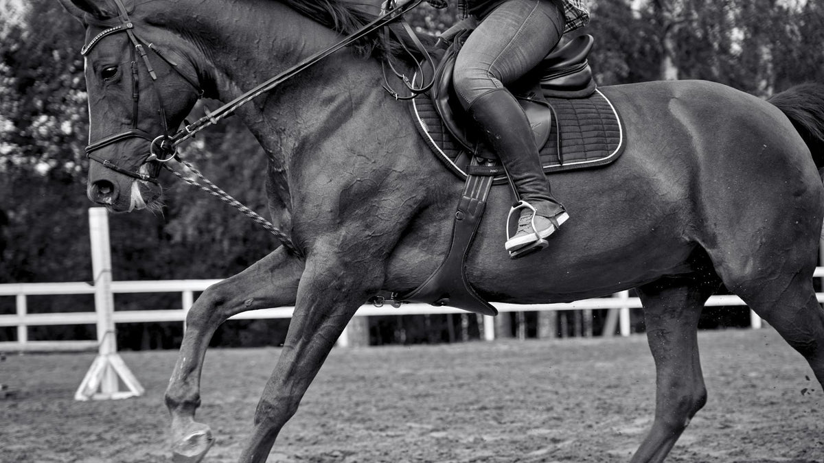 Training Equipment – The Equestrian Shop